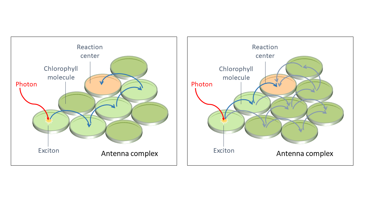 กลศาสตร์ควอนตัมกับการสังเคราะห์แสงของพืช ไปด้วยกันได้จริงหรือ?